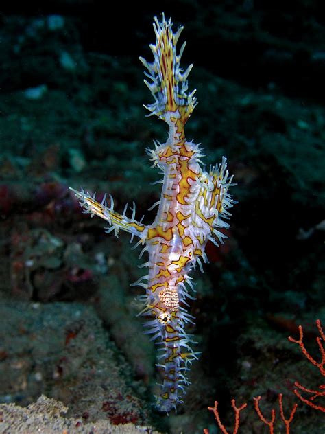 Real Monstrosities Ghost Pipefish