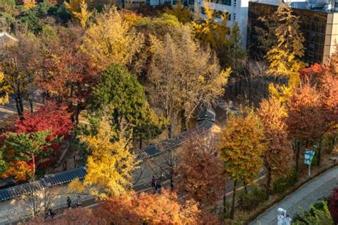 서울 단풍 명소 알고 계신가요항동철길부터 올림픽공원까지 파이낸셜뉴스