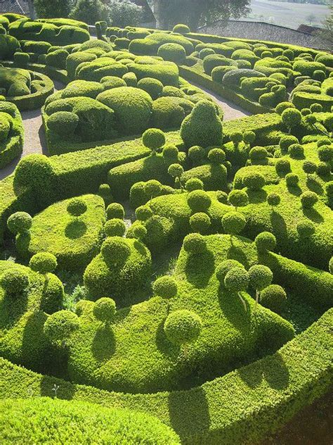 Буксус, или Самшит | Boxwood garden, Beautiful gardens, Garden ...