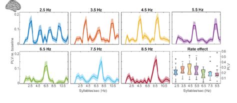 Phase Locked Neural Oscillations Synchronize To The Rate Of The