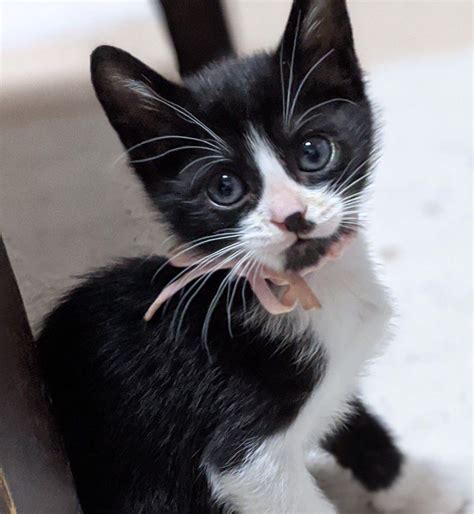 Cuteな甘えん坊 ️ハチワレ女の子 雑種（ミックス猫） Npo法人倉敷猫まもりの会 Omusubi（ペトコトお結び） 保護犬