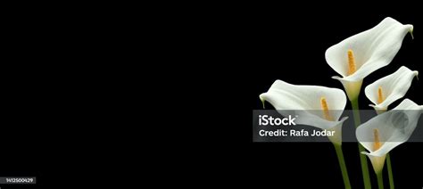 검은 배경에 고립 된 칼라 릴리 꽃이있는 가장 깊은 동정 카드 조문 개념 복사 공간 백합에 대한 스톡 사진 및 기타 이미지 백합 꽃 식물 장례식 Istock