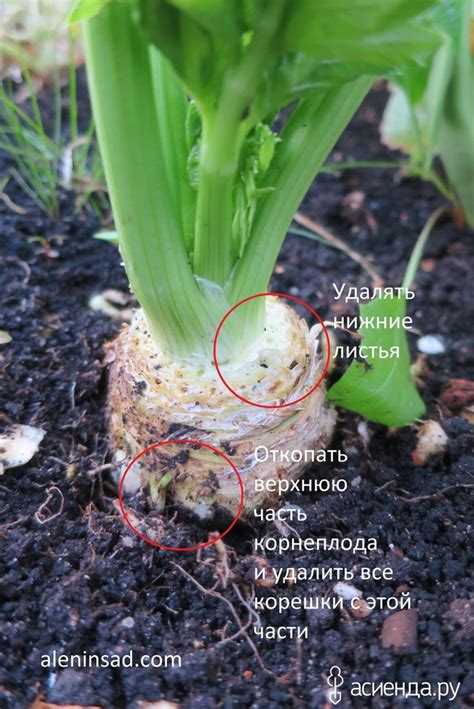 Советы по выращиванию корневого сельдерея: Группа Практикум садовода и ...