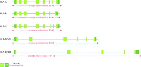 Genomic Organisation Of The Human Leukocyte Antigen Hla Loci The Download Scientific Diagram