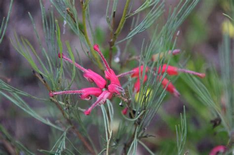 Plantfiles Pictures Grevillea Species Grevillea Erectiloba 1 By Kell