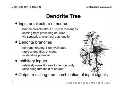 PPT Neuron And Dendrite PowerPoint Presentation Free Download ID