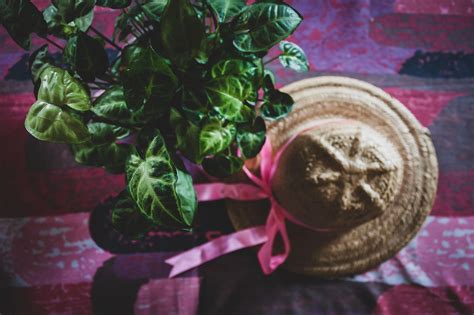 Seite Kostenlose Mujer Joven Desnuda Sin Nada Und Mujer Bilder Pixabay