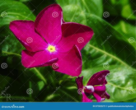 Flor Fiusha Picture Image 87502673