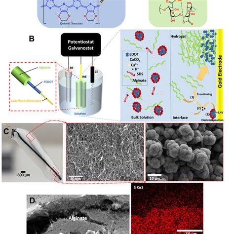 Growth Kinetics Of Pedot Alginate Structures A Program For Download Scientific Diagram
