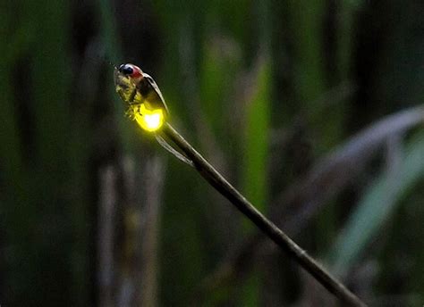 Lightning Bug Populations Are Dimming Heres What We Can Do About It The Barrington Hills