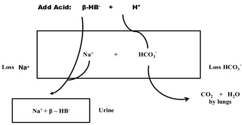 Development Of Hyperchloremic Metabolic Acidosis Non Anion Gap In Dka Download Scientific