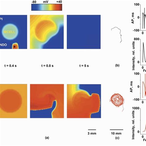 Simulation Of Spiral Waves In A 2d Ventricular Tissue Which Included A Download Scientific