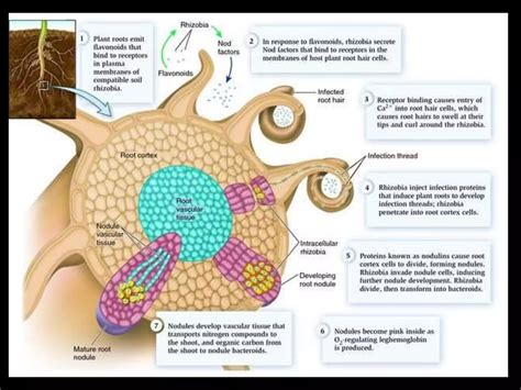 Nodule Formation Pptx