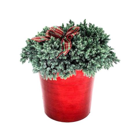 10 In Holiday Blue Star Juniper Live Shrub In Red Decorative Pot And