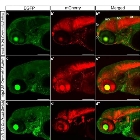 Tamoxifen Responsive Cre Recombinase Activity In Neurod1 2a Creert2