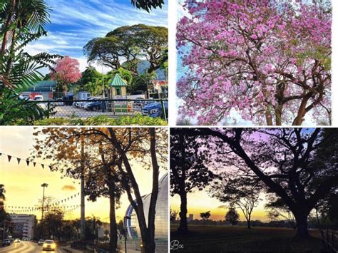 A Trinidadian Runner Takes Time Out For Photos Of Poui Trees Global Voices