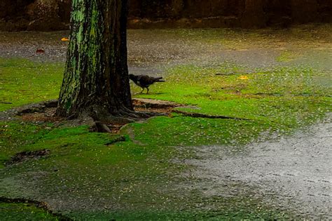 이끼로 덮인 나무 뿌리의 고해상도 자연 이미지와 주위를 걷는 새 가을에 대한 스톡 사진 및 기타 이미지 가을 감정 경관