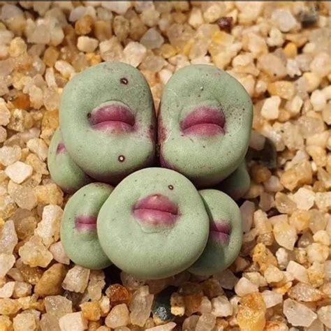 Conophytum Pageae Care How To Grow Lips Plant Succulents African Plants Weird Plants