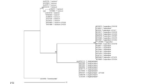 maximum likelihood tree based on 602 bp aligned with partial sequences