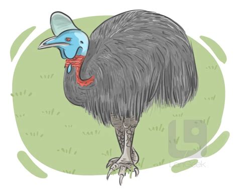 Traducción De La Palabra Cassowary Langeek