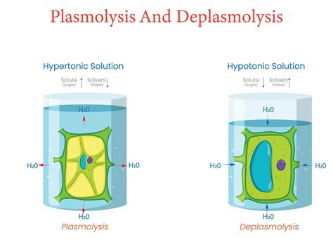 Diagram Of Plasmolysis And Deplasmolysis In Plant Cells 60969849 Vector Art At Vecteezy