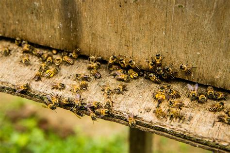 Bees Beekeeping Insect Honey - Free photo on Pixabay - Pixabay