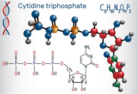 Premium Vector Cytidine Triphosphate Ctp Molecule Sheet Of Paper In A Cage