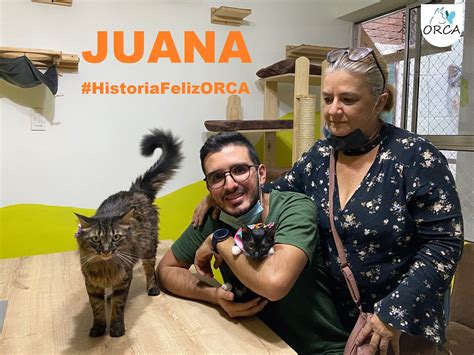 Orca Esta Linda Gatita Es Juana Uno De Los Hijos De Facebook