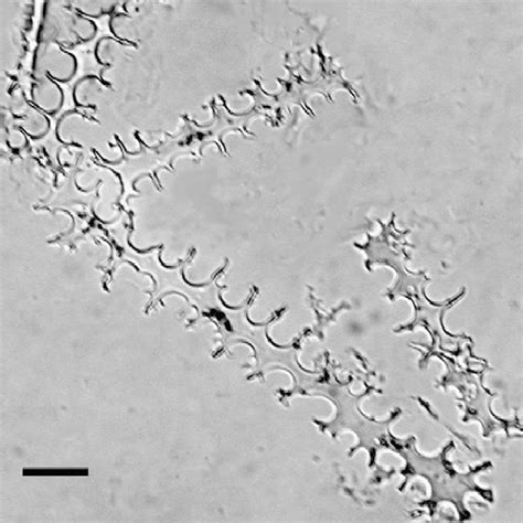 Pdf Phytolith Analysis