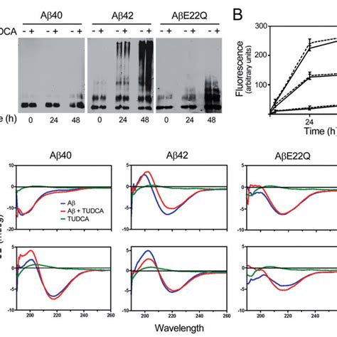 Aβe22q Induced Bax Translocation And Cytochrome C Release In Hcecs Download Scientific Diagram
