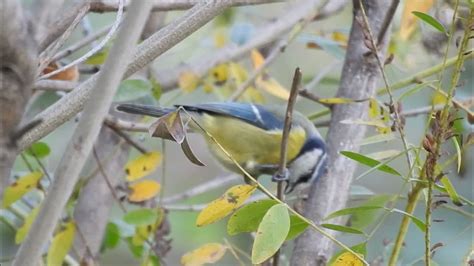 რუსთავის ჭალის ტყე ფრინველები Youtube