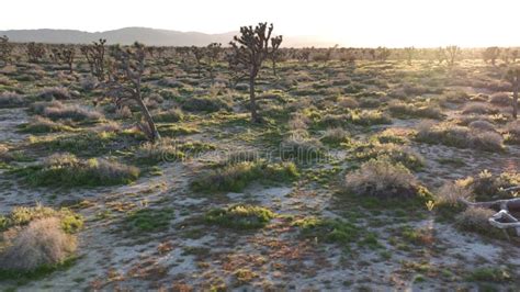 Joshua Trees In Mojave Desert Sunset Palmdale Crane Jib R California