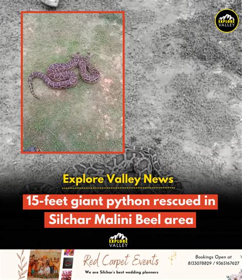Explore Valley A Giant Python Was Rescued In The Malini Facebook