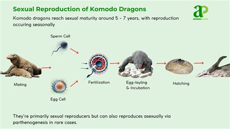 Komodo Dragon Appearance Habitat And Behavior