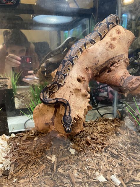 Just came here to say that my 2yo daughter is calling youre beautiful snakes bananas. She loves ...