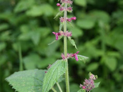 Ziest Pflanzen And Pflegen Beliebte Arten Im Überblick