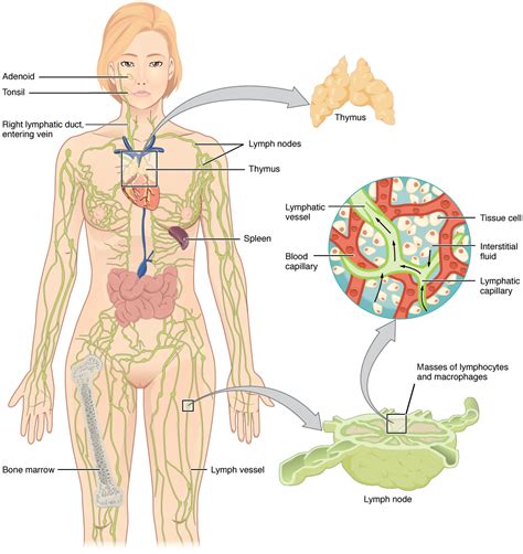 Anatomy And Physiology Of The Lymphatic System Medical Terminology An Interactive Approach