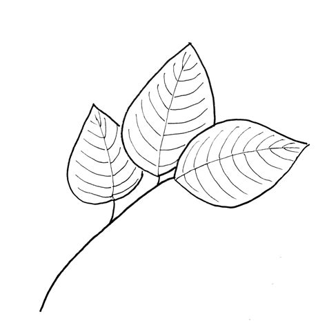 Leaf Patterns Printable