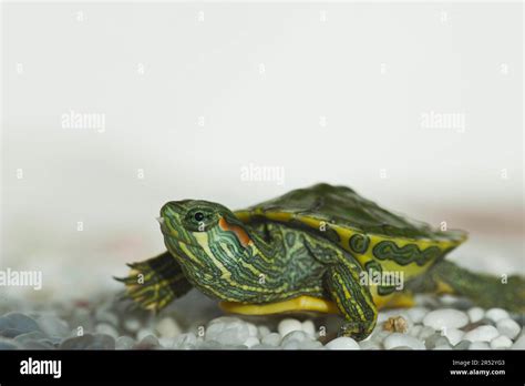 Red Eared Slider Trachemys Scripta Elegans Juvenile With Egg Tooth Pseudemys Scripta Elegans