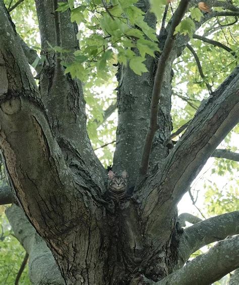 Merge With The Tree No One Will Find A Fruit On The Tree R Catfruit