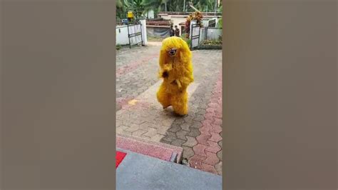 🌈shardula🦁with🔥tase And💥dolu💛 Youtube