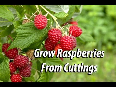 How To Grow Raspberry Bushes From Cuttings Easy And Free YouTube Growing Raspberries