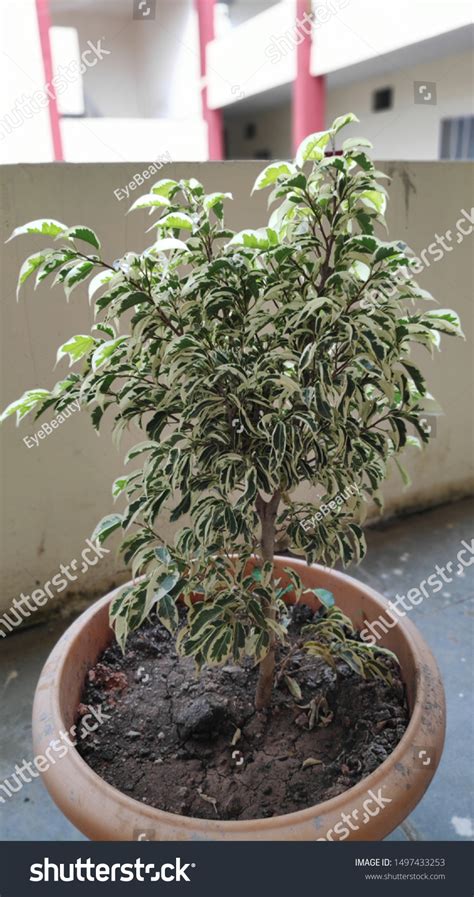 Java Fig Tree Images Browse Stock Photos Vectors Free Download With Trial Shutterstock