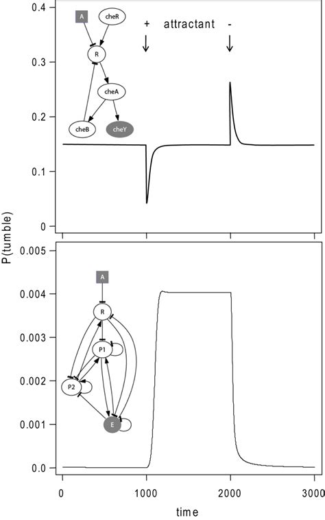 Adaptive Versus Non Adaptive Pathway Dynamics Time Course Of Download Scientific Diagram