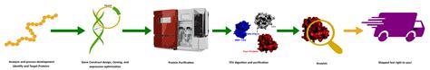 Protein Expression And Purification Service Intact Genomics