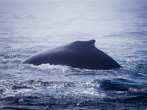 Humpback Whale Humpback Whale On The Princess Whale Watchi Flickr