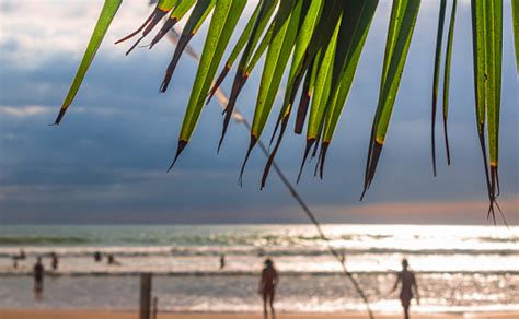 Weligama 해변에서 야자수 잎을 통해 바다로 보기 흐릿한 배경 사람들의 실루엣 스리랑카 경관에 대한 스톡 사진 및 기타