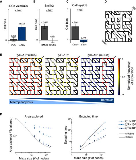 Macropinocytosis Overcomes Directional Bias In Dendritic Cells Due To Hydraulic Resistance And
