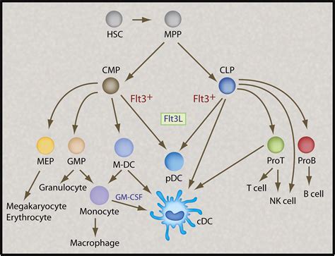 Development Of Dendritic Cell Lineages Immunity