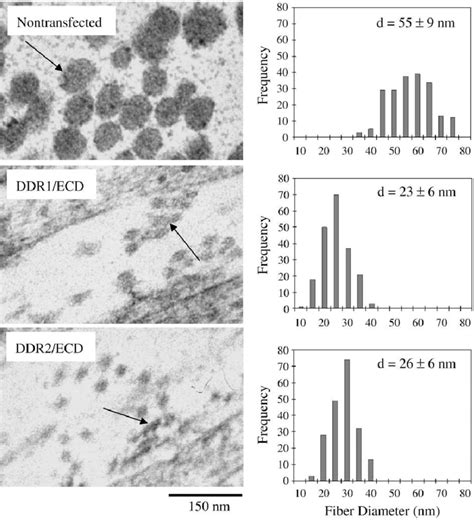 Collagen Fiber Diameter Is Affected By Overexpression Of Soluble